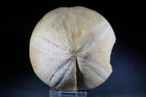 Clypeus ploti Sea Urchin, from Stow-on-the-wold, Gloucestershire ...