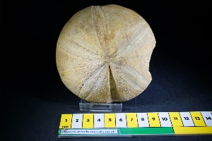 Clypeus ploti Sea Urchin, from Stow-on-the-wold, Gloucestershire ...