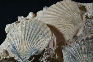 Pecten Benedictus Bivalve (REF:PBB3)