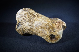 Bison Metatarsal (Toe Bone), from North Sea Area, Ice Age (No.32)