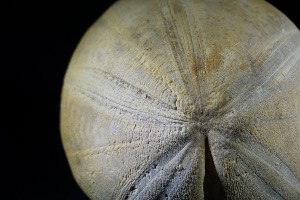 Clypeus ploti Sea Urchin, from Stow-on-the-wold, Gloucestershire ...