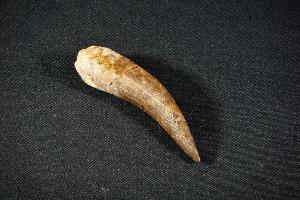 Plesiosaur Tooth, from Morocco (REF:PT7)