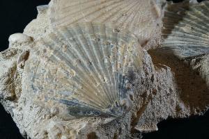 Pecten Benedictus Bivalve (REF:PBB3)