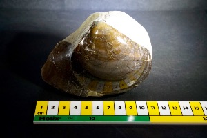 Plagiostoma Giganteum Bivalve, from Lyme Regis, UK (No.70)