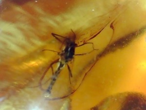 Home [www.london-fossils-crystals.co.uk]