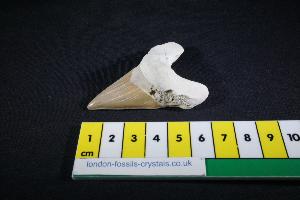 Otodus obliques Lamna Shark Tooth, from Khouibga, Nr Oued Zem, Morocco ...