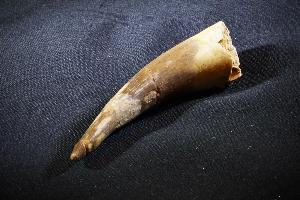 Elasmosaurus Plesiosaur Tooth, from Khouribga, Morocco (REF:PT2)